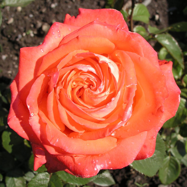 Rose Orange Stark Duftend